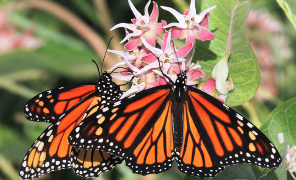 All abuzz and aflutter about Pollinator Week | Idaho Transportation ...